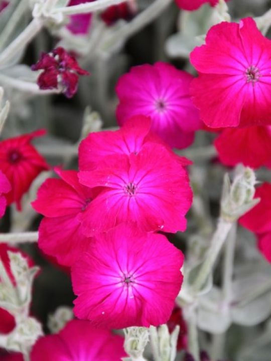 5a. Bloemweideachtige grassenborder | De Tuinen van Appeltern