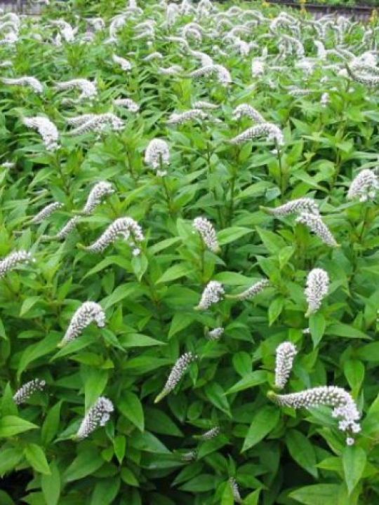 5a. Bloemweideachtige grassenborder | De Tuinen van Appeltern