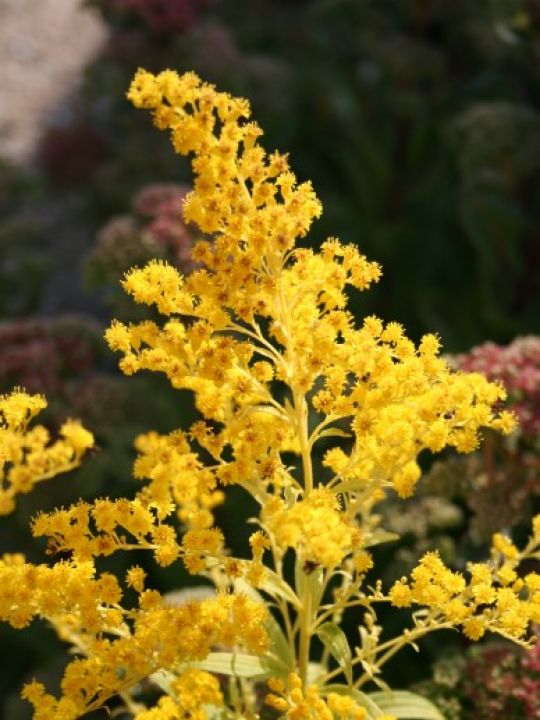 5a. Bloemweideachtige grassenborder | De Tuinen van Appeltern