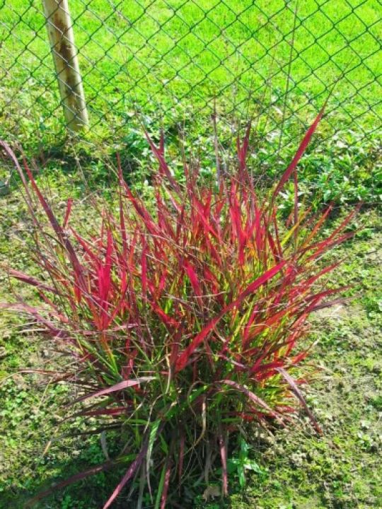 3. Grassenborder | De Tuinen van Appeltern