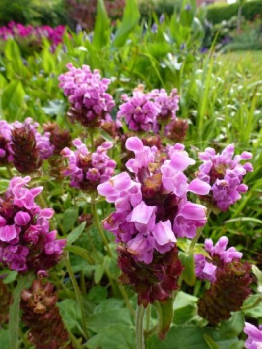 Grassenborder | De Tuinen van Appeltern