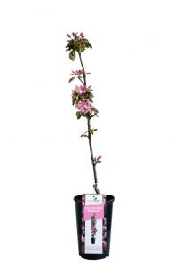 Rhododendron Tuin | De Tuinen van Appeltern