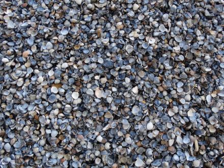 Strand Tuin | De Tuinen van Appeltern