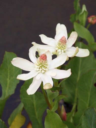 Anemopsis californica (Anemopsis) (3 Stuks) | De Tuinen van Appeltern