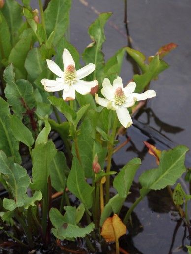 Anemopsis californica (Anemopsis) (3 Stuks) | De Tuinen van Appeltern