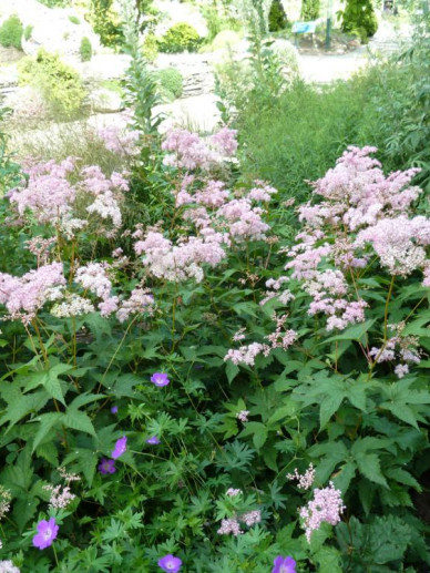 Filipendula purpurea 'Elegans' - Moerasspirea | De Tuinen van Appeltern