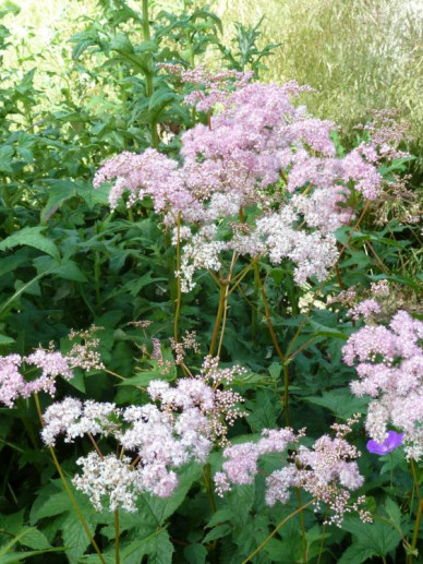 Filipendula purpurea 'Elegans' - Moerasspirea | De Tuinen van Appeltern