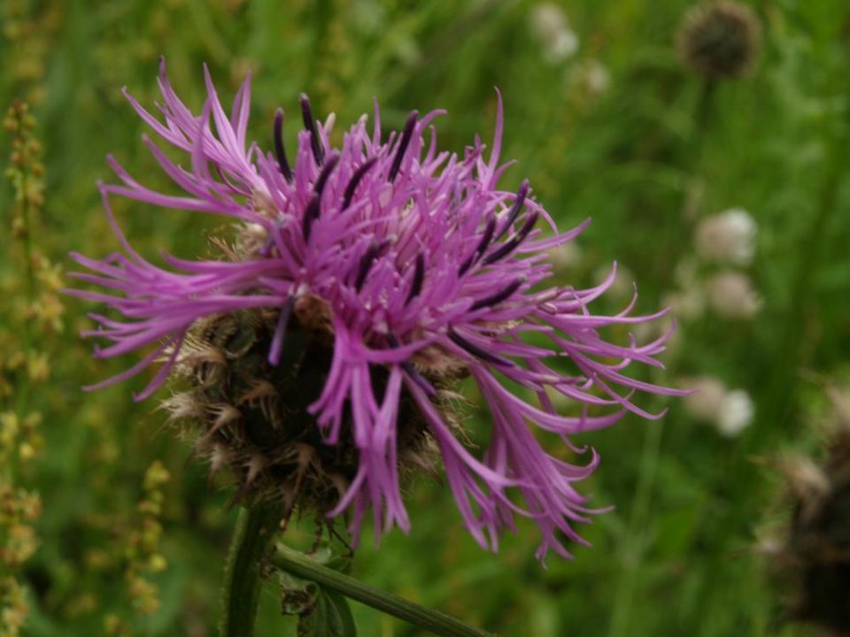 Centaurea scabiosa - Grote centaurie | De Tuinen van Appeltern