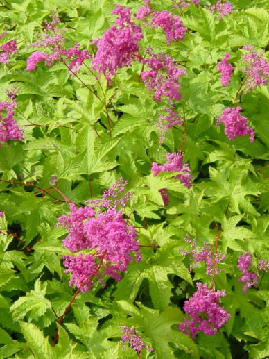 Filipendula purpurea - Moerasspirea | De Tuinen van Appeltern