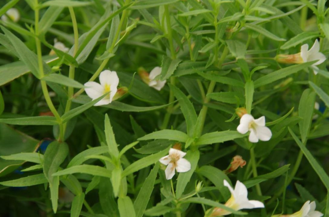 Gratiola officinalis - Genadekruid | De Tuinen van Appeltern