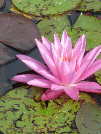 Nymphaea 'Rose Arey' - Waterlelie | De Tuinen van Appeltern