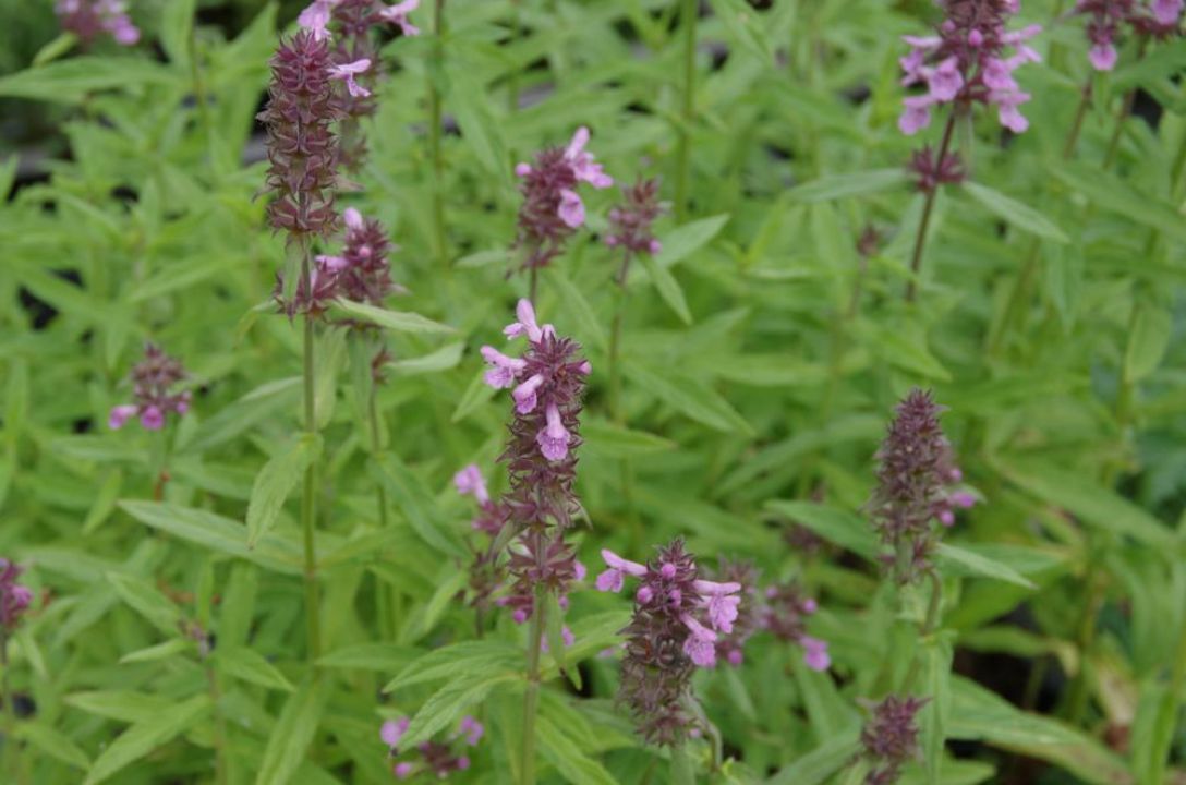 Stachys palustris - Moerasandoorn | De Tuinen van Appeltern