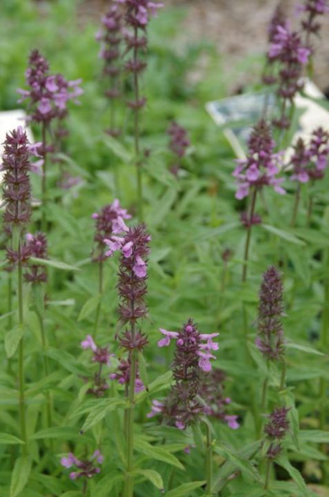 Stachys palustris - Moerasandoorn | De Tuinen van Appeltern