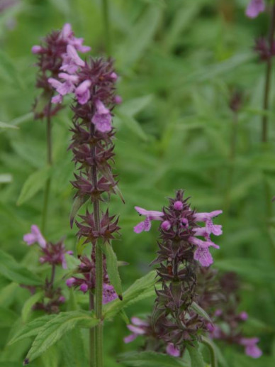 Stachys palustris - Moerasandoorn | De Tuinen van Appeltern