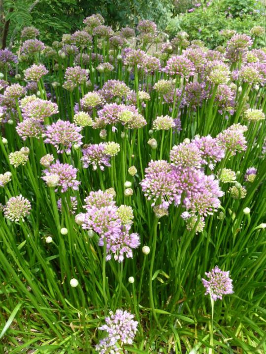 Allium 'Millennium' - Sierui | De Tuinen van Appeltern