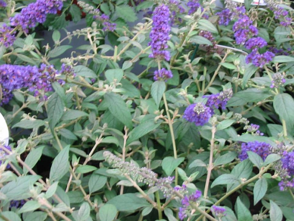 Buddleja 'Blue Chip' - Vlinderstruik | De Tuinen van Appeltern