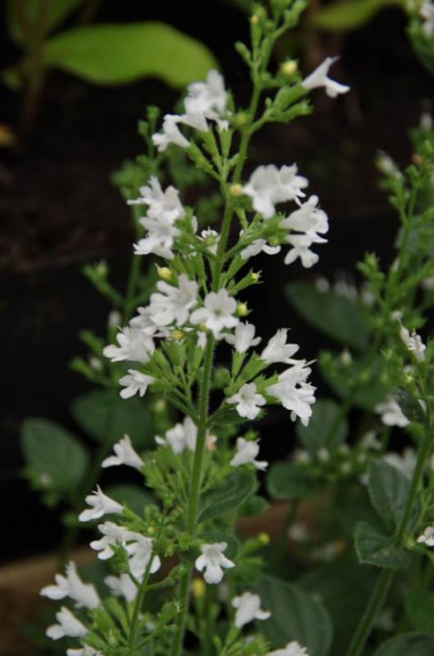 Calamintha nepeta 'White Cloud' - Steentijm | De Tuinen van Appeltern