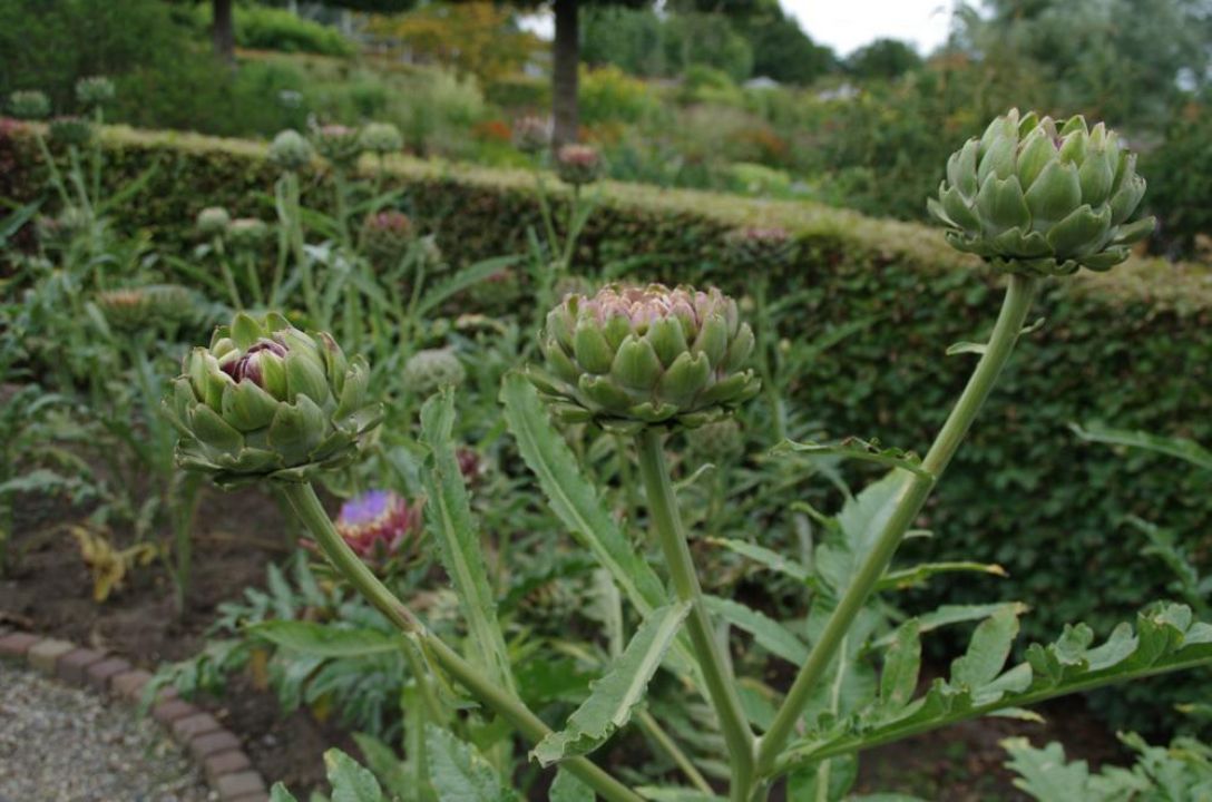 Cynara cardunculus - Kardoen | De Tuinen van Appeltern