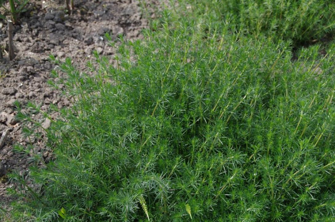 Galium verum - Geel walstro , Echt walstro | De Tuinen van Appeltern