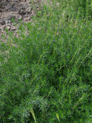 Galium verum - Geel walstro , Echt walstro | De Tuinen van Appeltern