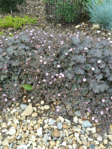 Geranium 'Dusky Crûg' - Ooievaarsbek | De Tuinen van Appeltern