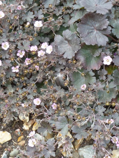 Geranium 'Dusky Crûg' - Ooievaarsbek | De Tuinen van Appeltern
