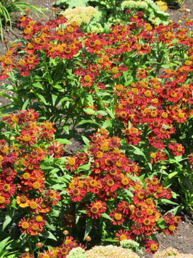 Helenium 'Ruby Tuesday' - Zonnekruid | De Tuinen van Appeltern