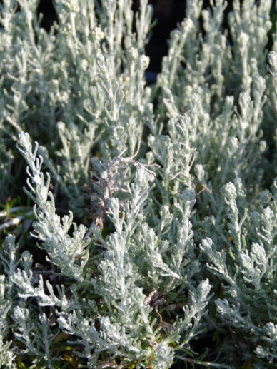 Helichrysum italicum subsp. microphyllum - kleinbladige curryplant | De ...