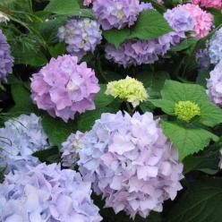 Hydrangea macrophylla 'Endless Summer' (='Bailmer') - Boerenhortensia ...