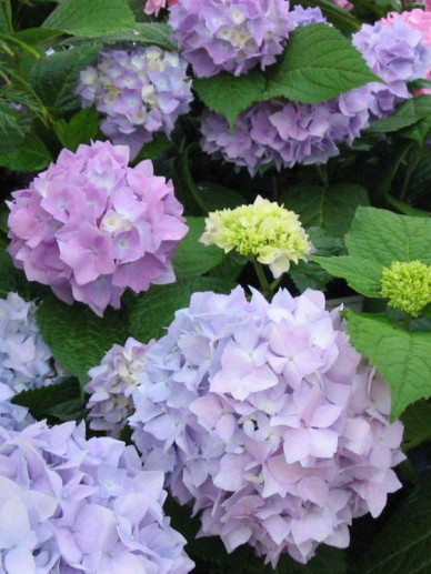 Hydrangea macrophylla 'Endless Summer' (='Bailmer') - Boerenhortensia ...