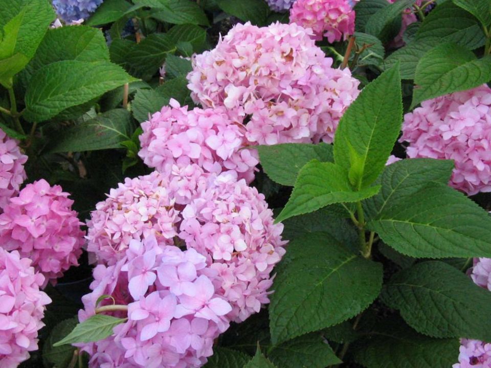 Hydrangea macrophylla 'Endless Summer' (='Bailmer') - Boerenhortensia ...