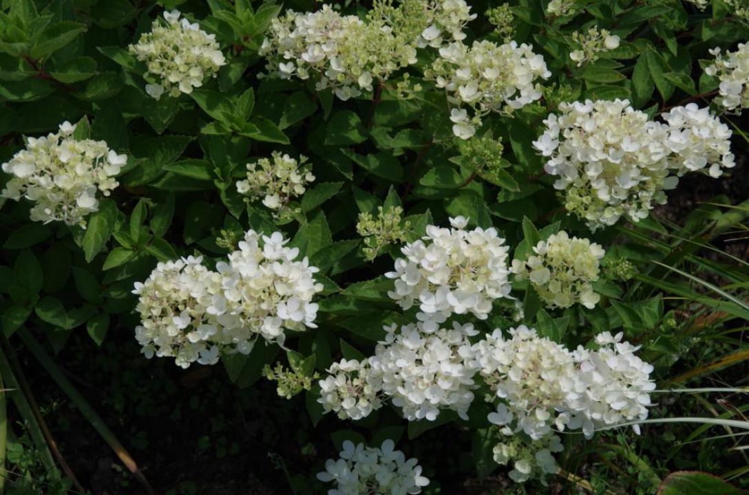 Hydrangea paniculata 'Bombshell' - Pluimhortensia | De Tuinen van Appeltern