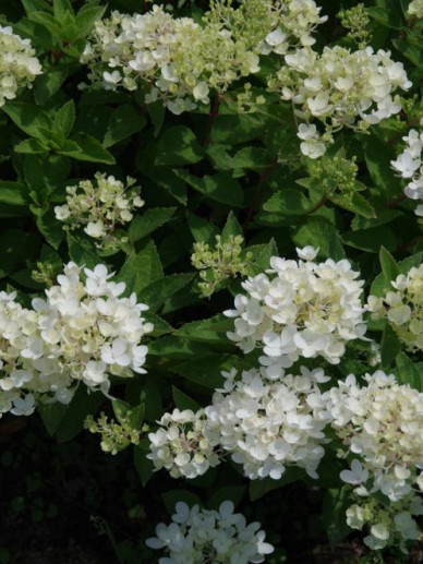 Hydrangea paniculata 'Bombshell' - Pluimhortensia | De Tuinen van Appeltern