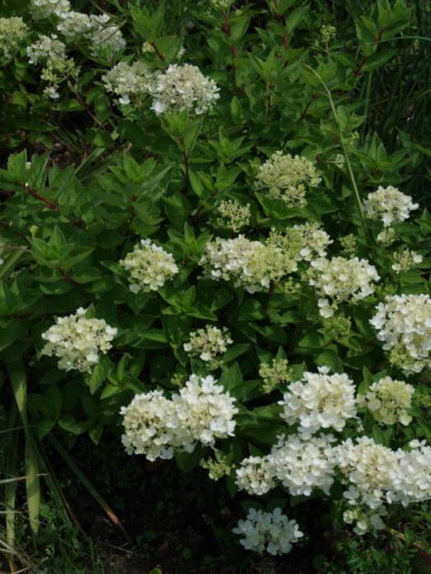 Hydrangea paniculata 'Bombshell' - Pluimhortensia | De Tuinen van Appeltern