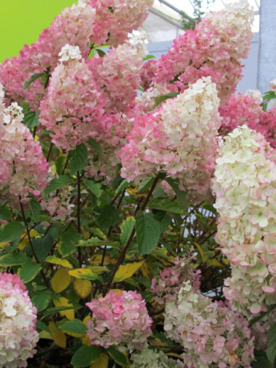 Hydrangea paniculata 'Sundae Fraise' (='Rensun') - Pluimhortensia | De ...