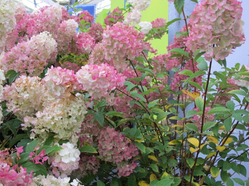 Hydrangea paniculata 'Sundae Fraise' (='Rensun') - Pluimhortensia | De ...