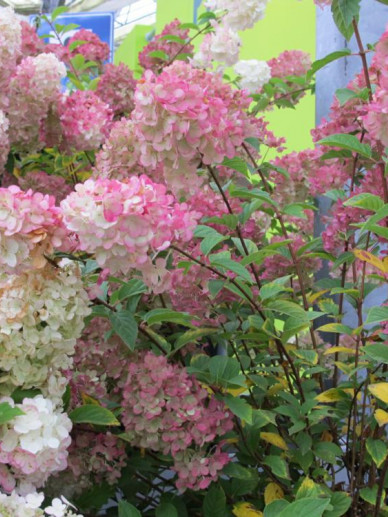 Hydrangea paniculata 'Sundae Fraise' (='Rensun') - Pluimhortensia | De ...