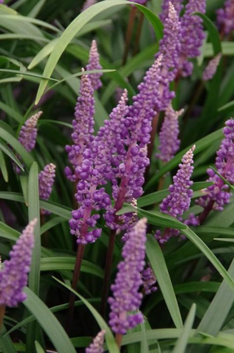 Liriope muscari 'Royal Purple' - Leliegras | De Tuinen van Appeltern