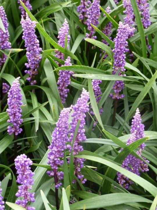 Liriope muscari 'Royal Purple' - Leliegras | De Tuinen van Appeltern