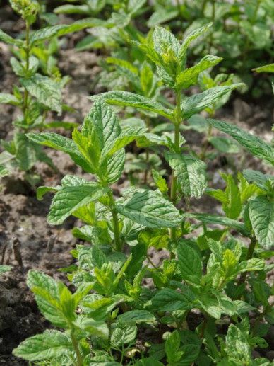 Mentha spicata - Aarmunt , Groene munt | De Tuinen van Appeltern