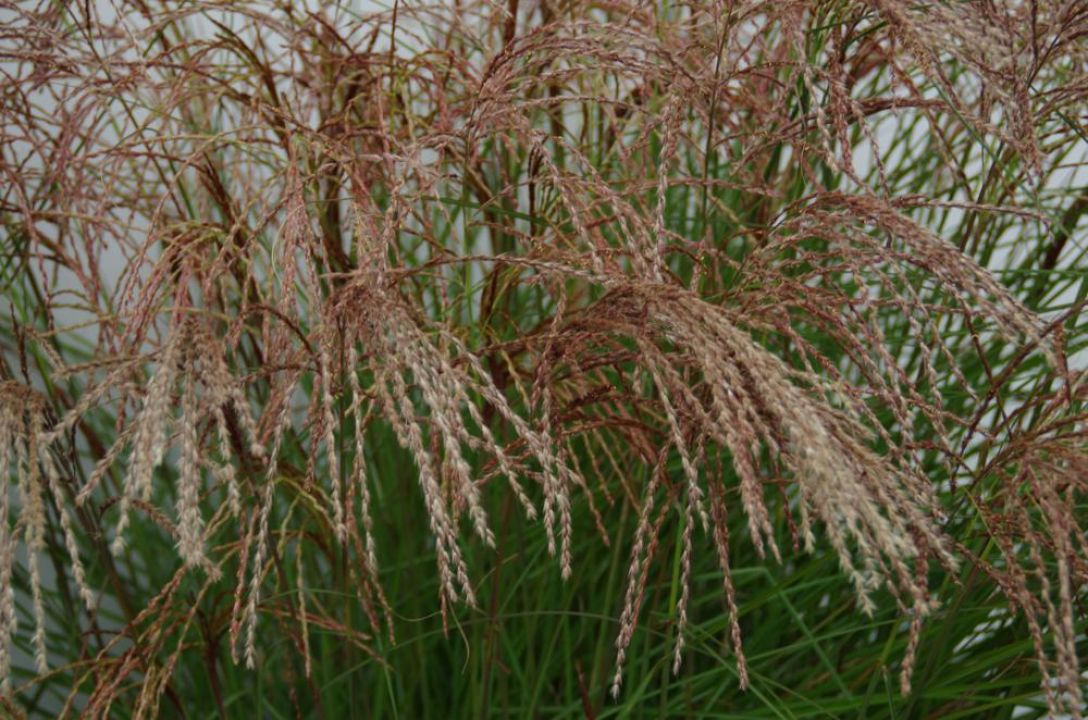 Miscanthus sinensis 'Red Cloud' (='EMPMIS01') - Prachtriet | De Tuinen van Appeltern
