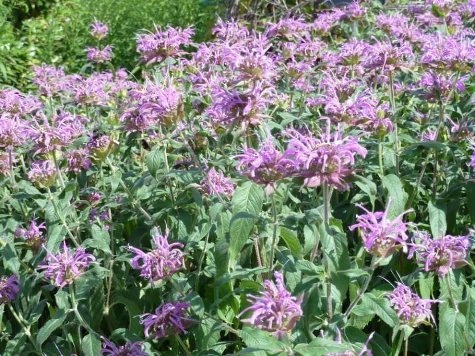 Monarda 'Violet Queen' - Bergamotplant | De Tuinen van Appeltern