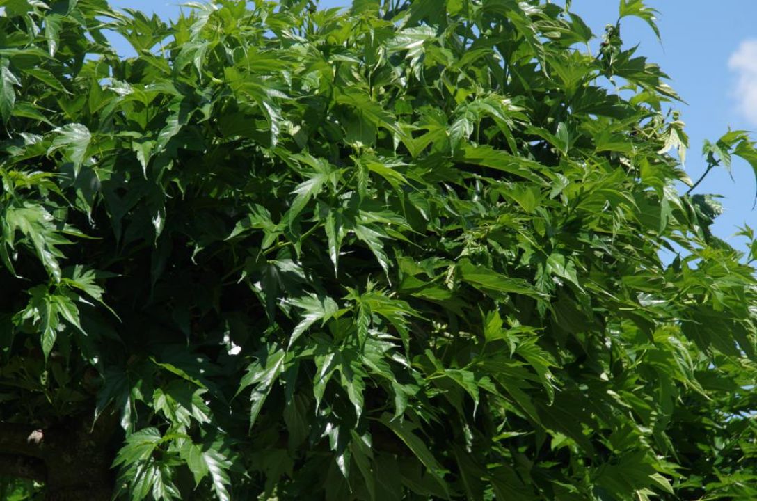 Morus alba 'Fruitless' - Witte moerbei | De Tuinen van Appeltern