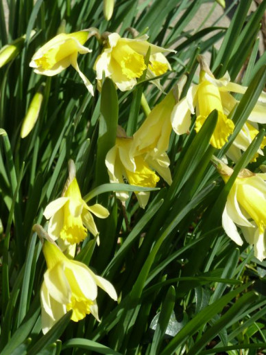 Narcissus pseudonarcissus subsp. obvallaris - Narcis | De Tuinen van ...