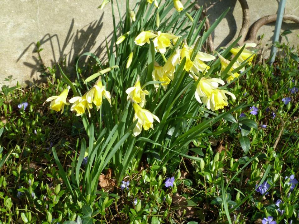 Narcissus pseudonarcissus subsp. obvallaris - Narcis | De Tuinen van ...