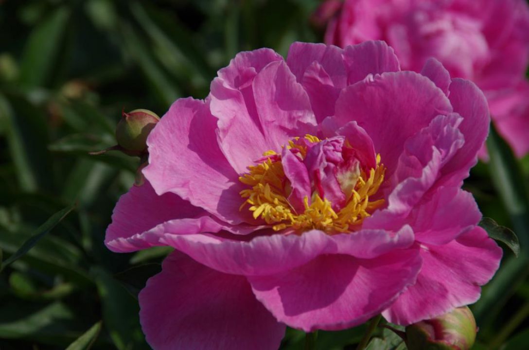 Paeonia 'Alexander Fleming' - Pioen | De Tuinen van Appeltern