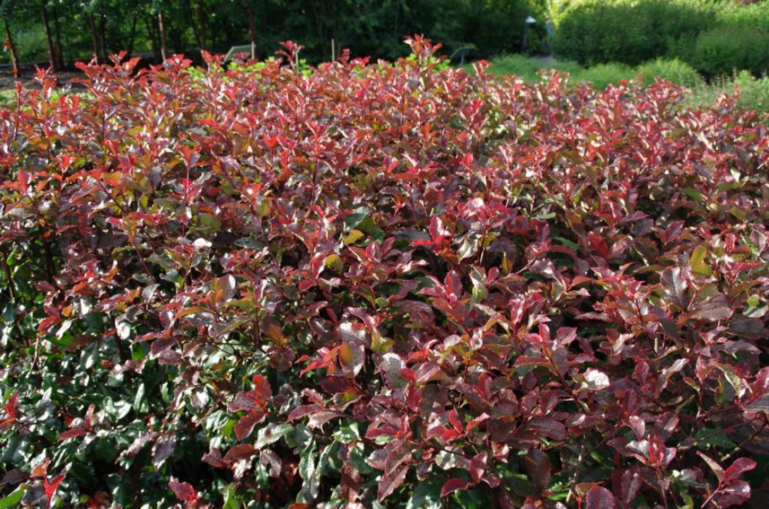 Photinia 'Magical Vulcano' (='Kolmavoca') - Glansmispel | De Tuinen van ...