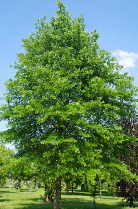 Quercus phellos - Wilgbladige eik | De Tuinen van Appeltern