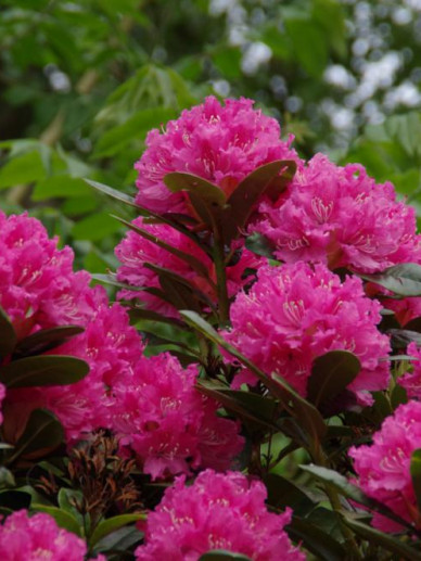 Rhododendron 'Rocket' - Tuinrododendron | De Tuinen van Appeltern