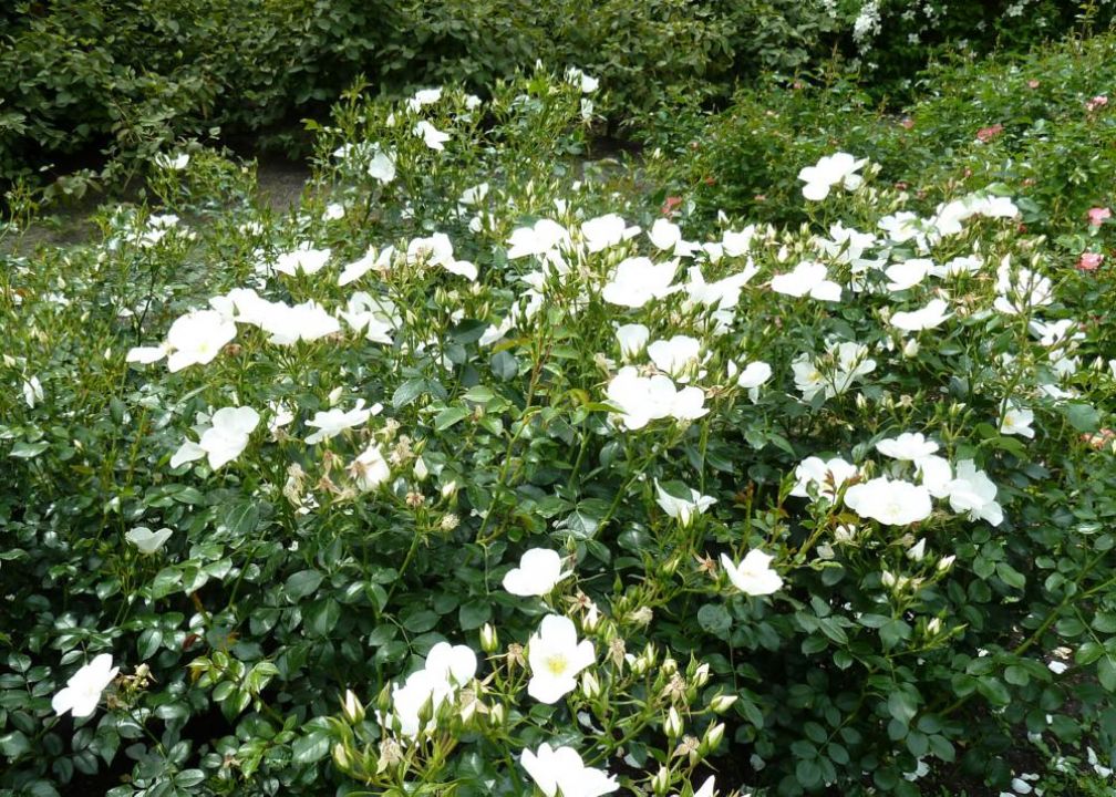 Rosa 'Escimo' (='Kormifari') - Heesterroos | De Tuinen van Appeltern